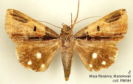 Papua Insects Foundation (Lepidoptera/Erebidae (Erebinae, Ercheiini ...